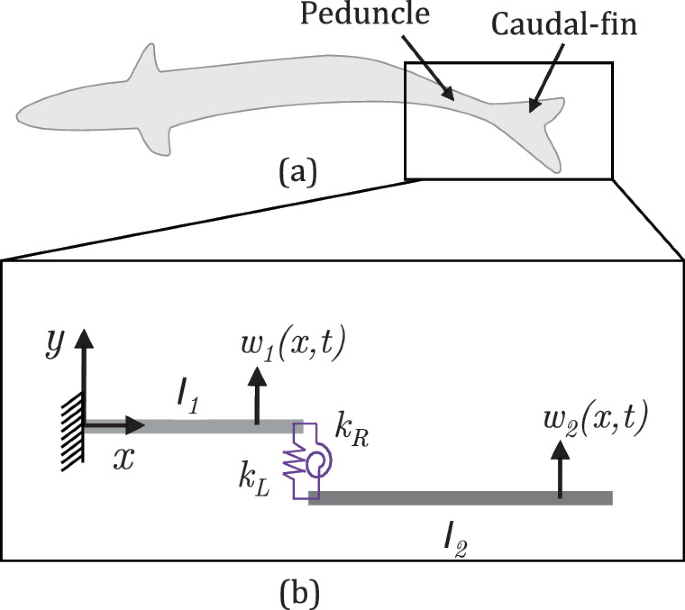 Underwater Biomimetic Propulsion Using Coupled Structures Springerlink