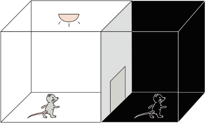 Light-Dark Box Test | SpringerLink