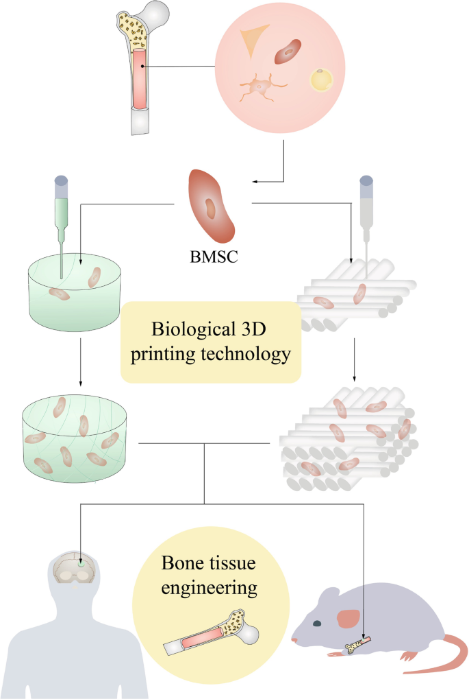 3D Bioprinting in Conjunction with Bone Marrow Mesenchymal Stem Cells ...