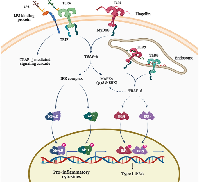 Targeting Toll-Like Receptors for the Treatment of Lung Cancer ...