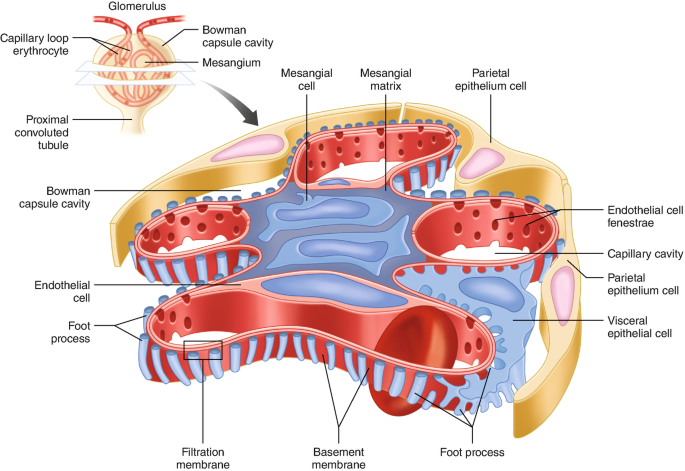 Diseases of the Urinary System | SpringerLink