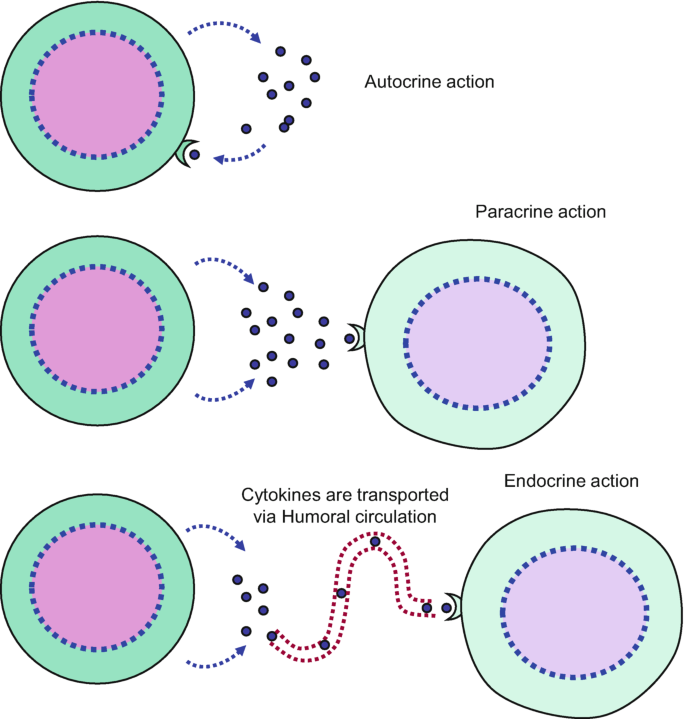 Cytokines | SpringerLink