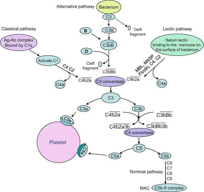 The Complement System | SpringerLink