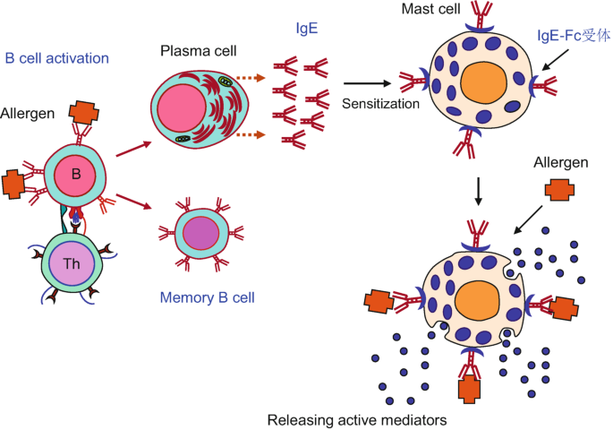 Hypersensitive Reactions and Autoimmune Diseases | SpringerLink