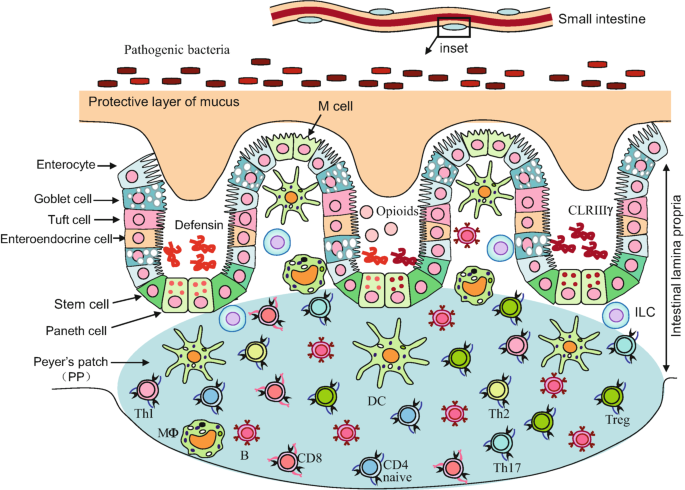 Mucosal Immunity and Immune Tolerance | SpringerLink