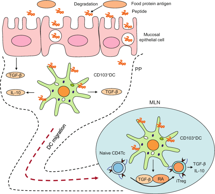 Mucosal Immunity and Immune Tolerance | SpringerLink