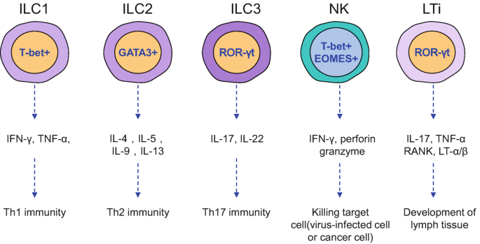 The Immune System | SpringerLink