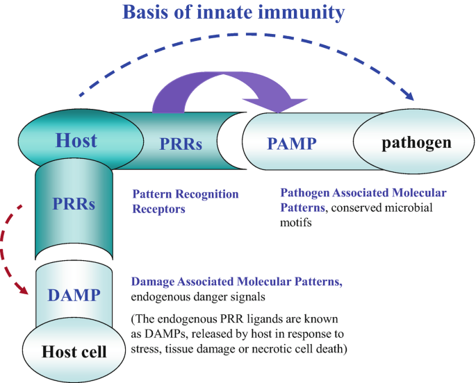 Innate Immunity | SpringerLink