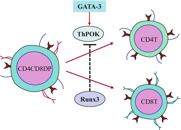 T-Cell Development, Maturation, and Activation | SpringerLink