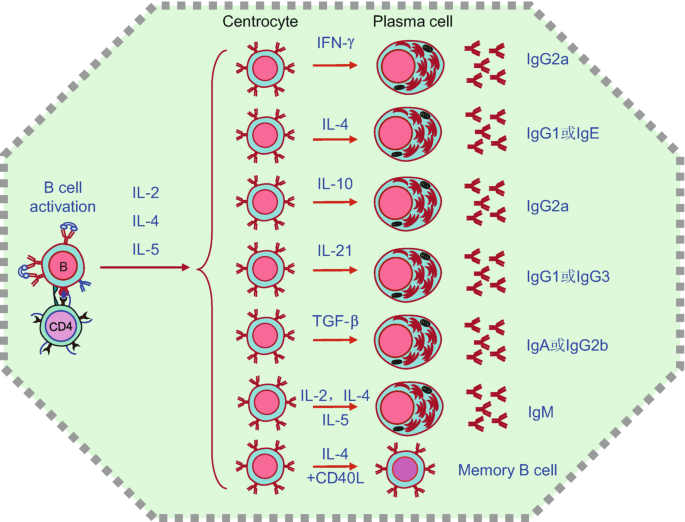 B-Cell Development, Maturation, and Activation | SpringerLink
