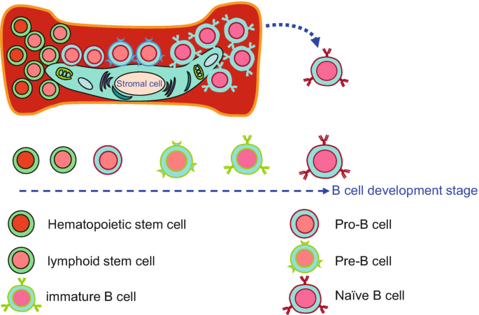 B-Cell Development, Maturation, and Activation | SpringerLink