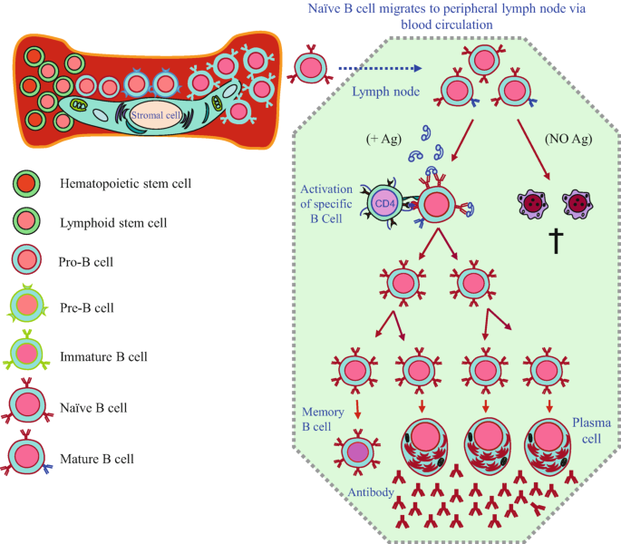 B-Cell Development, Maturation, and Activation | SpringerLink