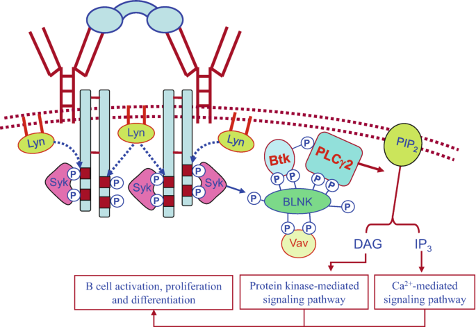 B-Cell Development, Maturation, and Activation | SpringerLink