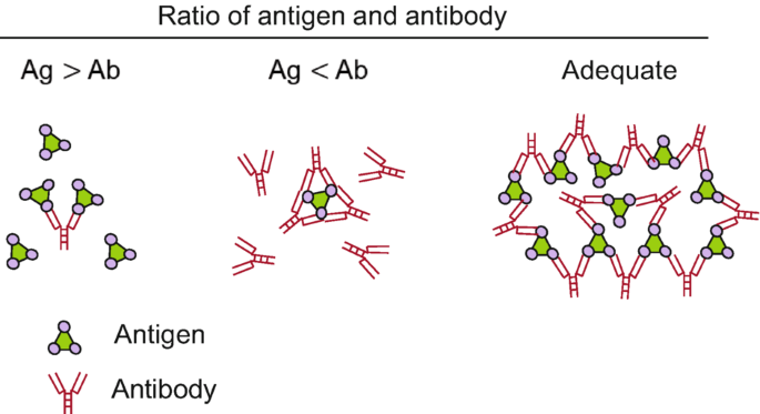 Antigens and Antibodies | SpringerLink