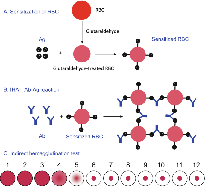 Antigens and Antibodies | SpringerLink