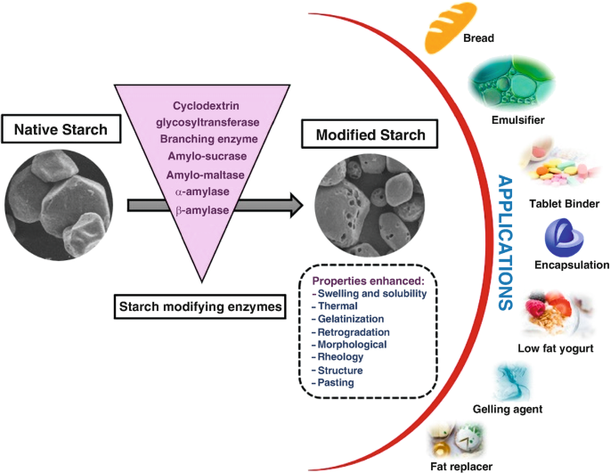 Enzymatic Modification of Starch: Amylases and Pullulanase | SpringerLink
