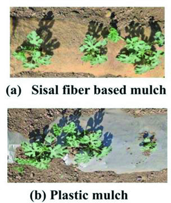 Study of Sisal Nonwoven Mulching for Watermelon Cultivation and Its ...