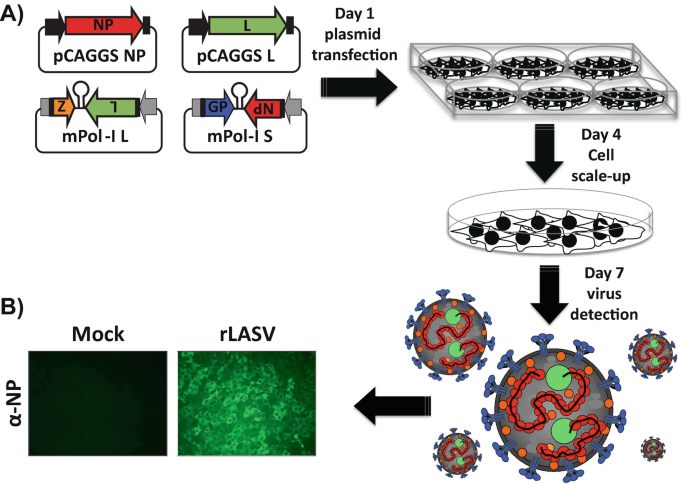 Plasmid-Based Lassa Virus Reverse Genetics | Springer Nature Link