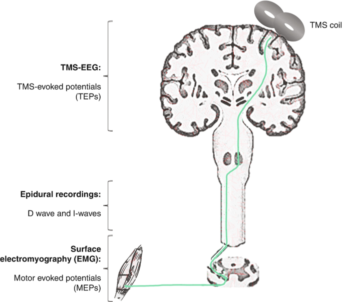 Neurophysiological Bases and Mechanisms of Action of Transcranial ...