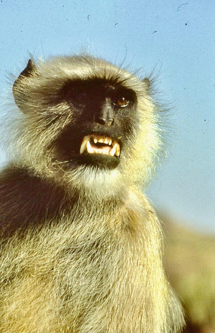 Infanticide in Animals: Langurs | SpringerLink