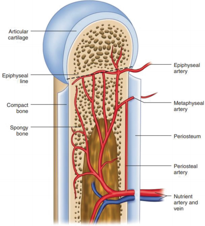 Musculoskeletal System | SpringerLink
