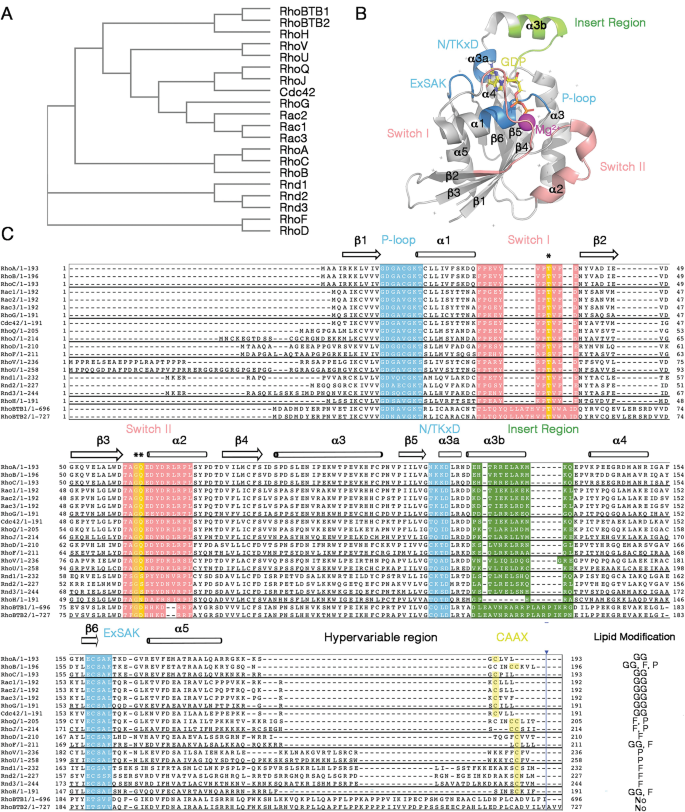 Rho Family GTPases and their Modulators | SpringerLink