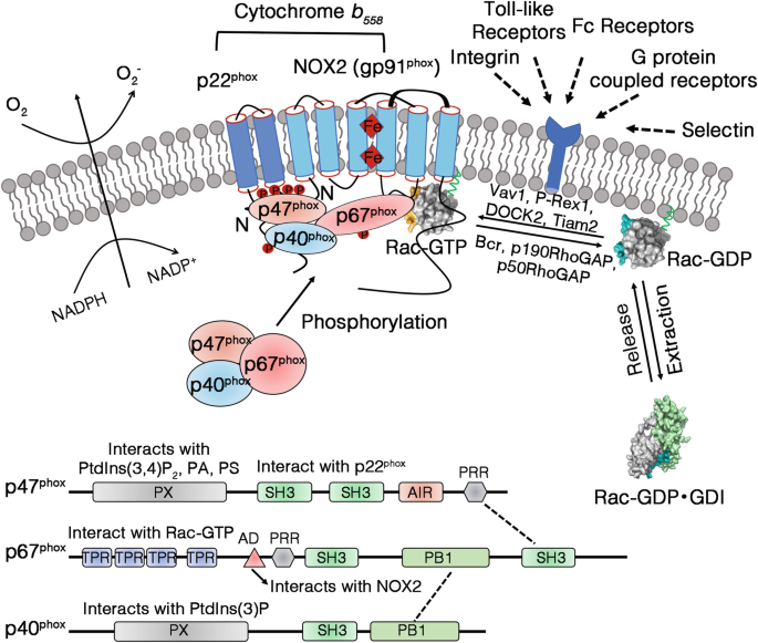 Rho Family GTPases and their Modulators | SpringerLink