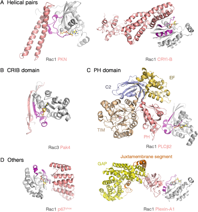 Rho Family GTPases and their Modulators | SpringerLink