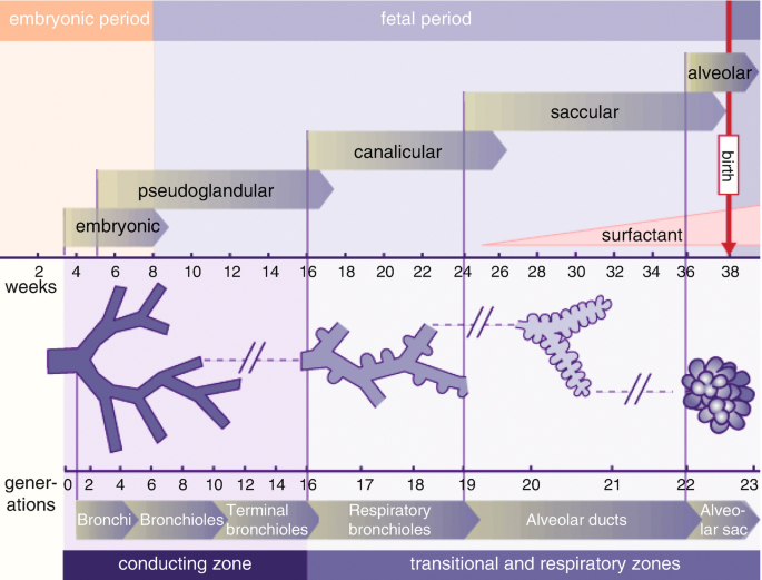 Thoracic | SpringerLink