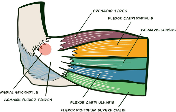 Medial Elbow | SpringerLink