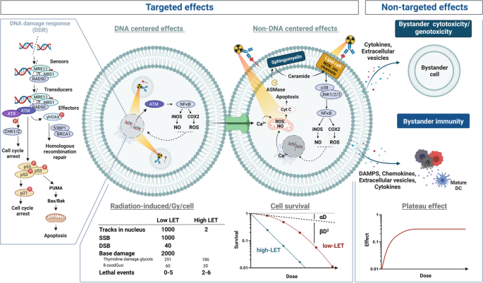 The Radiobiology of Radiopharmaceutical Therapy: The Input of Imaging ...