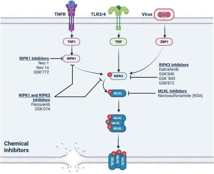 Approaches to Evaluating Necroptosis in Virus-Infected Cells | Springer ...