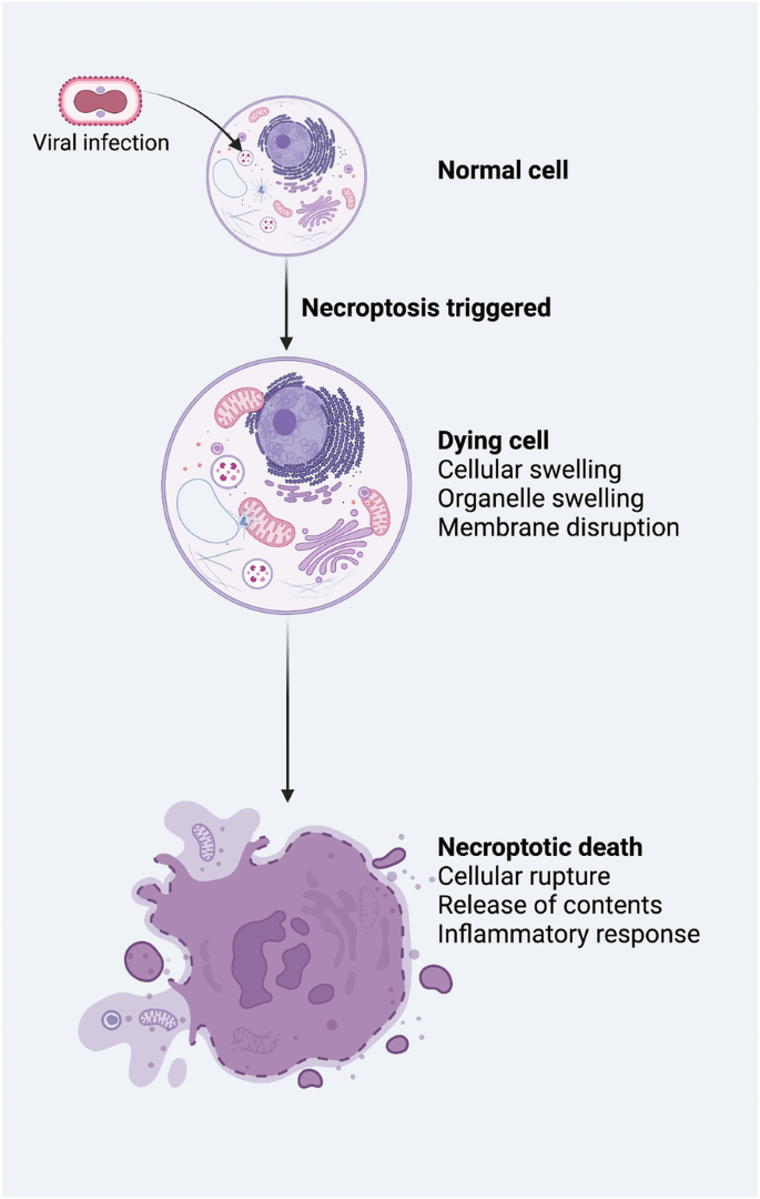 Approaches to Evaluating Necroptosis in Virus-Infected Cells | SpringerLink