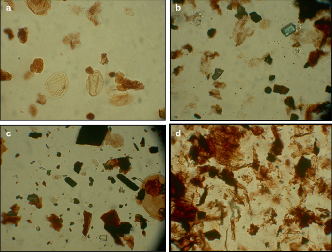 Lithofacies and Palynofacies of the Miocene Deposits in the Paralic ...