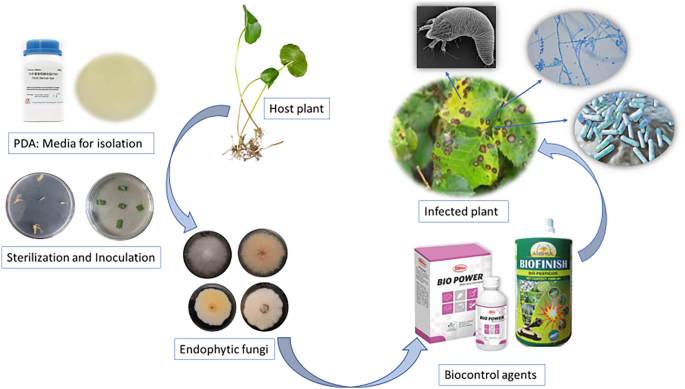 Fungal Endophytes as Biocontrol Agents of Plant Pathogens: Recent ...