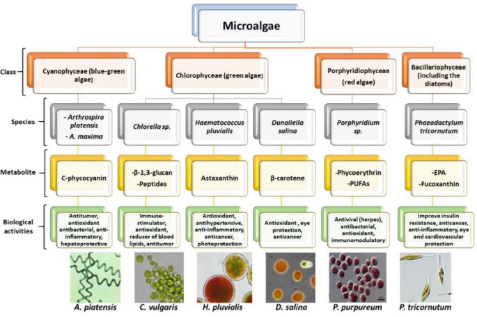 Microalgal Biomass: Introduction and Production Methods | SpringerLink