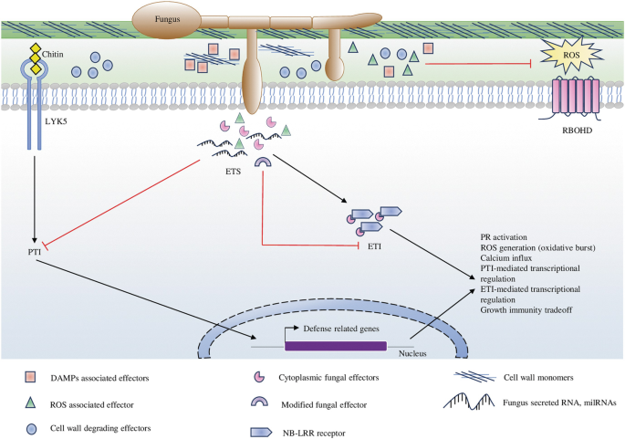 Secreted Effectors: A Perspective in Plant-Fungus Interaction ...