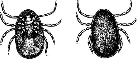 Ticks | SpringerLink