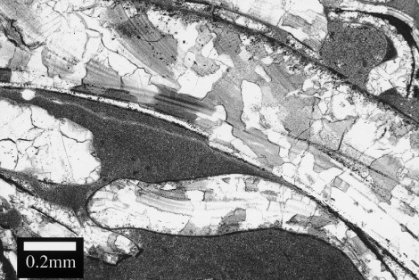 Neomorphism and recrystallization | SpringerLink