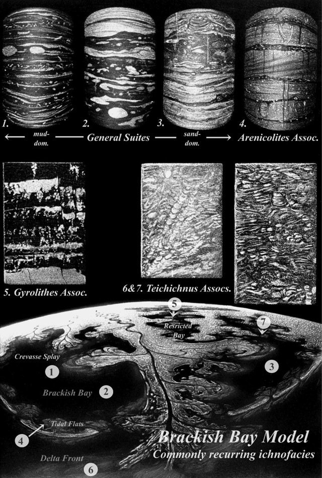 Biogenic sedimentary structures | SpringerLink