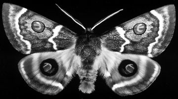 Australian Silkworm Moths (Lepidoptera: Carthaeidae) | SpringerLink