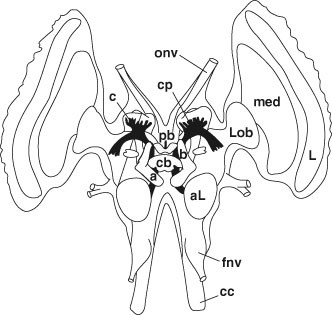 Learning in Insects: Neurochemistry and Localization of Brain Function ...
