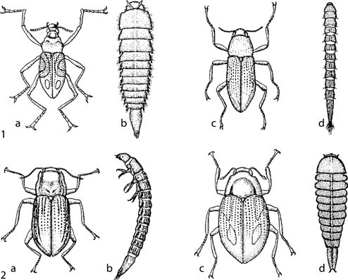 Riffle Beetles (Coleoptera: Elmidae) | SpringerLink