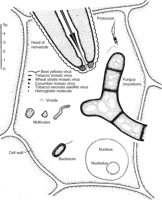 Transmission of Plant Diseases by Insects | Springer Nature Link