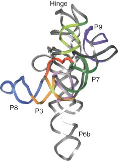Ribozyme | SpringerLink