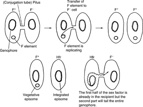 Conjugation, Bacterial | SpringerLink
