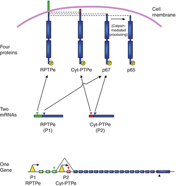PTPe (RPTPe and Cyt-PTPe) | SpringerLink