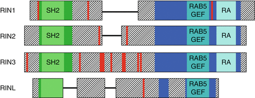 RIN Family Proteins (RIN1, RIN2, and RIN3) | SpringerLink