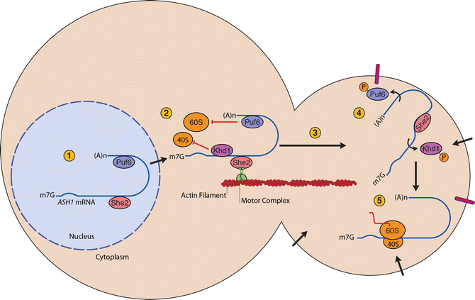 mRNA Localization and Localized Translation | SpringerLink