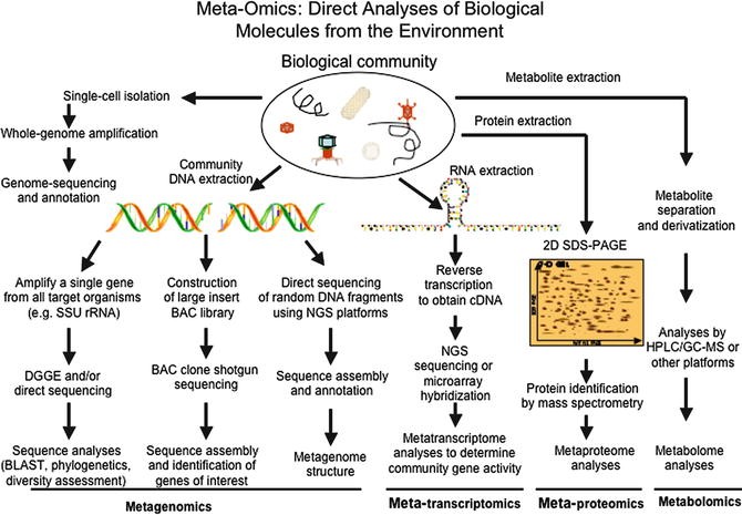 Microbial Ecology in the Age of Metagenomics: An Introduction ...